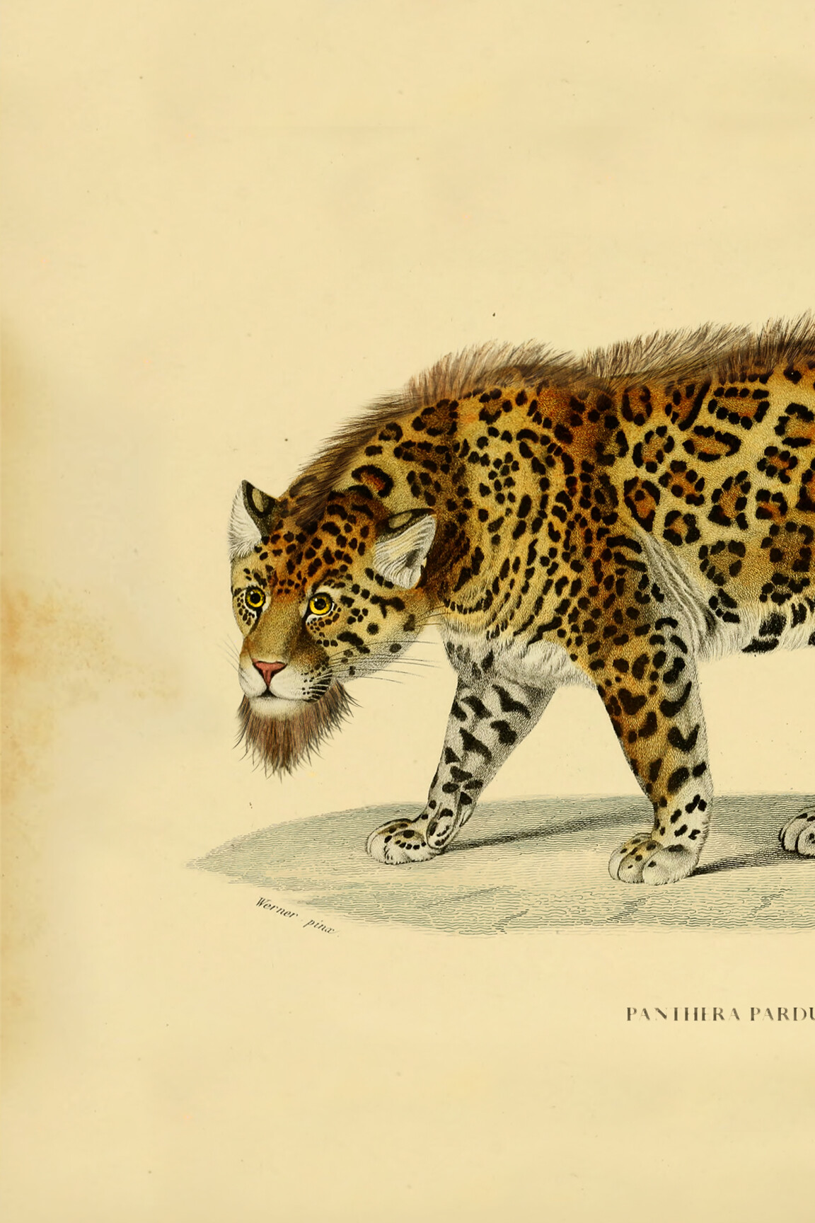 Bearded Leopard — Arte
